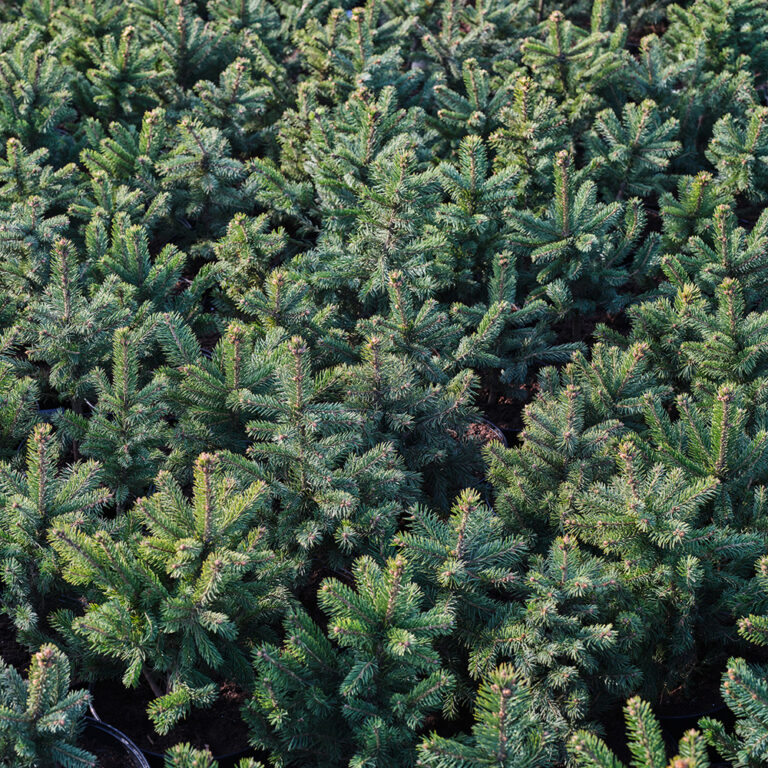 SREBRNA BODEČA SMREKA - 𝘗𝘪𝘤𝘦𝘢 𝘗𝘶𝘯𝘨𝘦𝘯𝘴 '𝘎𝘭𝘢𝘶𝘤𝘢' - Vrtnarstvo Marolt